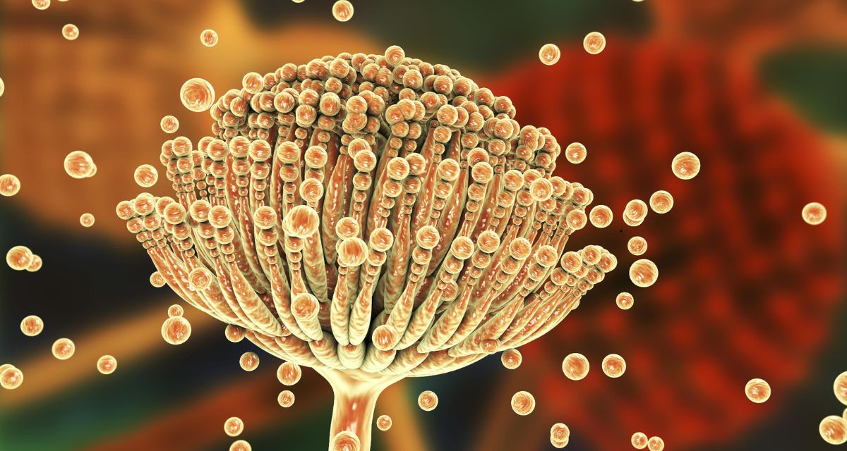 ¿Qué es el hongo Aspergillus? La infección que obligó a cerrar ...